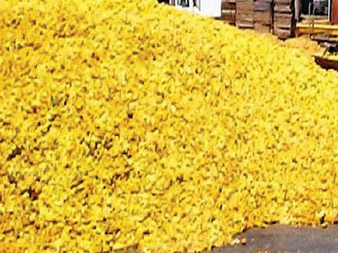 citrus_peel_waste.jpg | Dairy Knowledge Portal