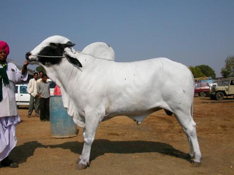 Deoni | Dairy Knowledge Portal