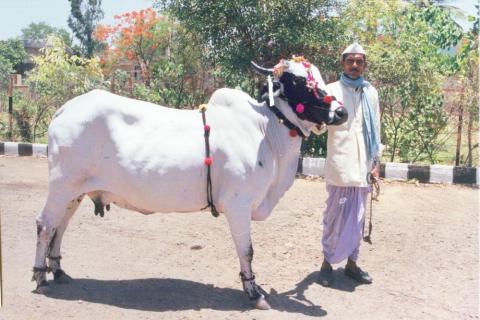 deoni_cow.jpg | Dairy Knowledge Portal
