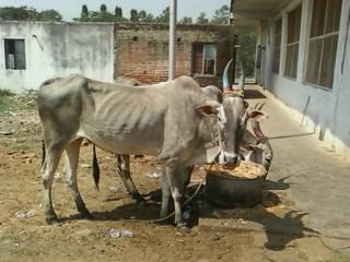 Hallikar | Dairy Knowledge Portal