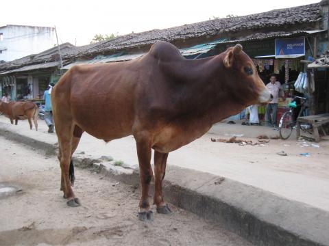 Khariar | Dairy Knowledge Portal