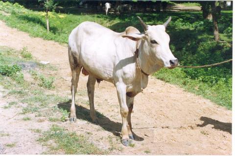 Kherigarh | Dairy Knowledge Portal