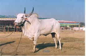 Khillar | Dairy Knowledge Portal