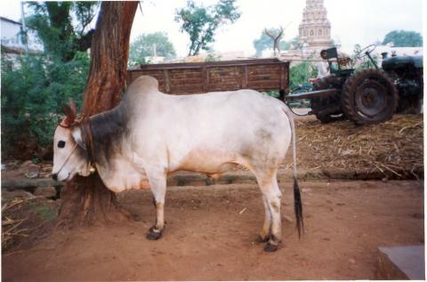 Krishna Valley | Dairy Knowledge Portal
