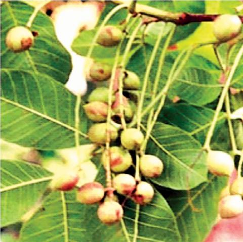 kusum.jpg | Dairy Knowledge Portal