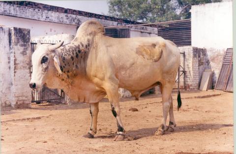 Mewati | Dairy Knowledge Portal