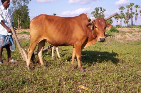 Motu | Dairy Knowledge Portal