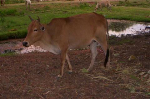 motu-cow.jpg | Dairy Knowledge Portal