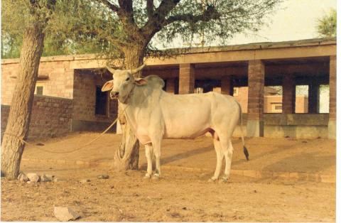 Nagori | Dairy Knowledge Portal