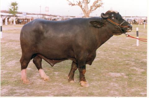 Nili-Ravi | Dairy Knowledge Portal