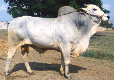 Ongole | Dairy Knowledge Portal