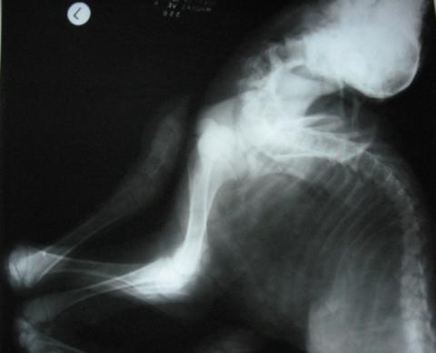 Complex Vertebral Malformation (CVM) in Holstein Friesian Calves ...