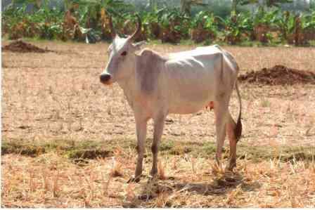 pulikulam_cow.jpg | Dairy Knowledge Portal