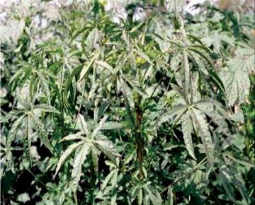 Ambadi cake | Dairy Knowledge Portal