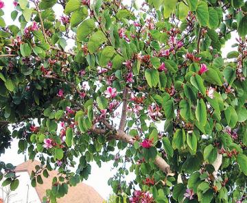 Kachnar | Dairy Knowledge Portal